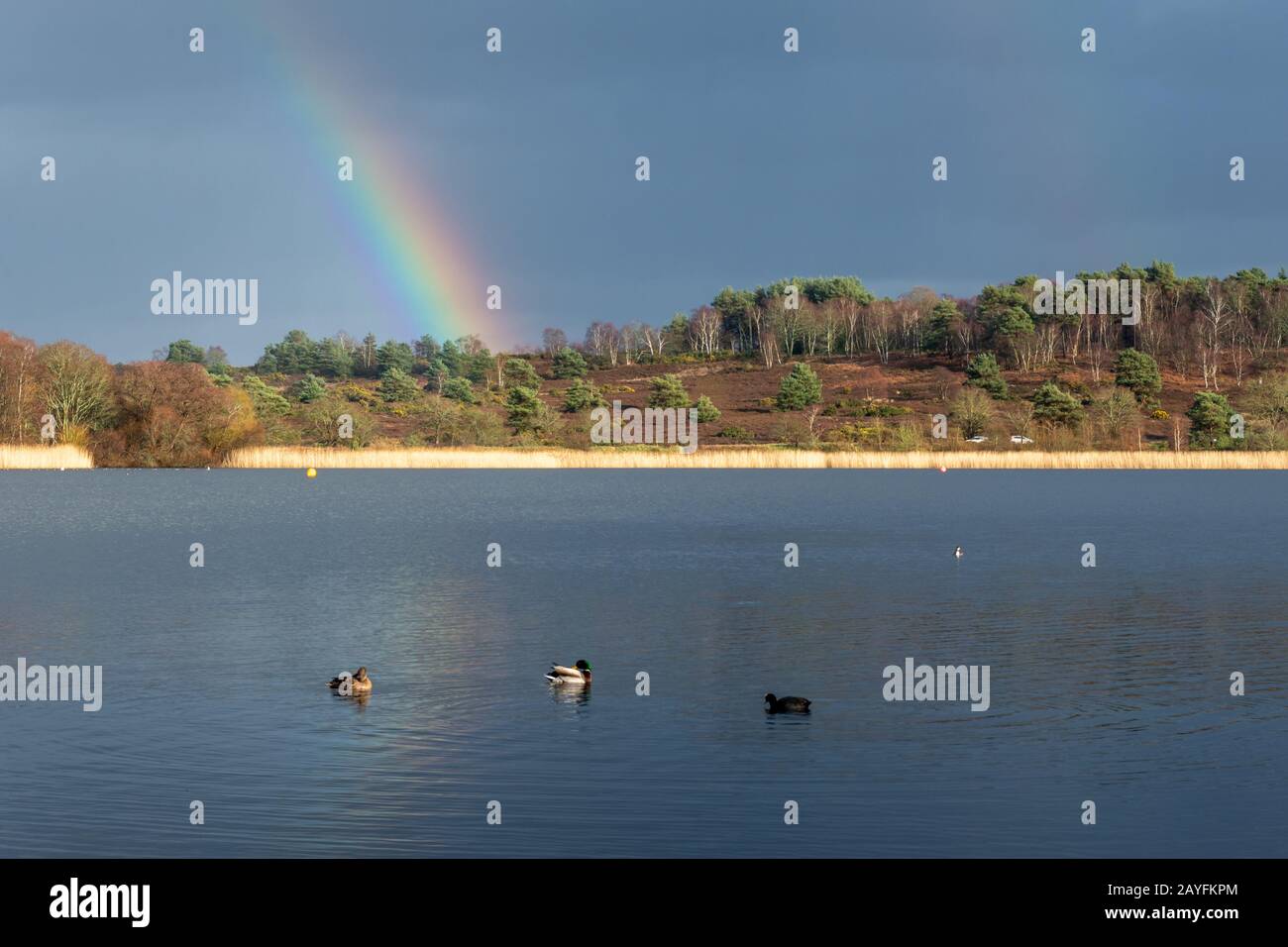 Frensham Pond In Surrey High Resolution Stock Photography and Images ...