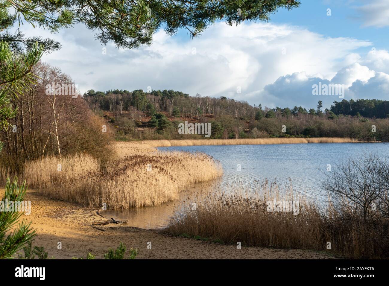 Frensham pond in surrey hi-res stock photography and images - Alamy