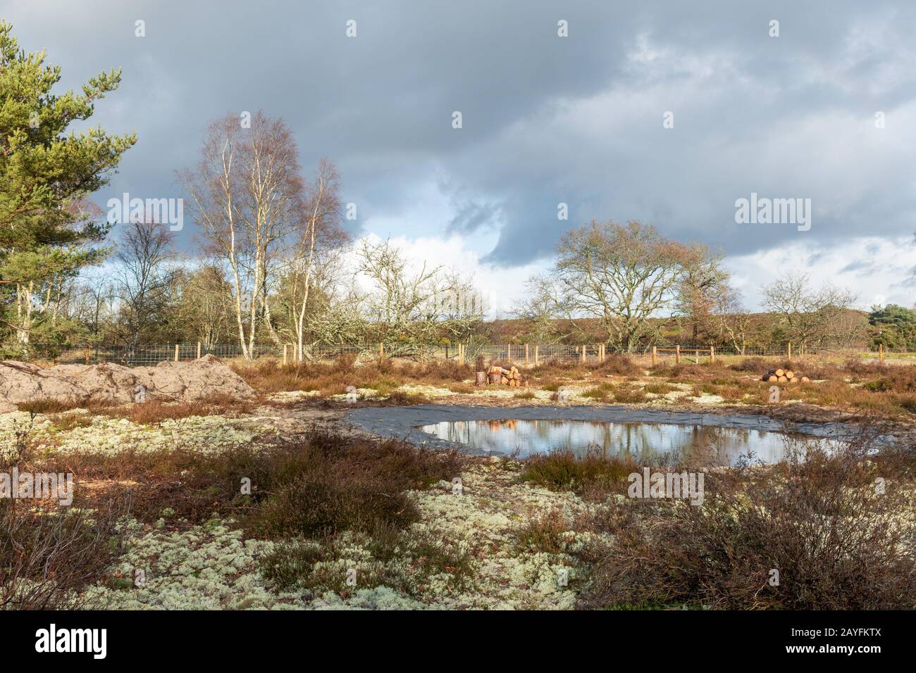 New wildlife pond created at Frensham Common for conservation of the ...