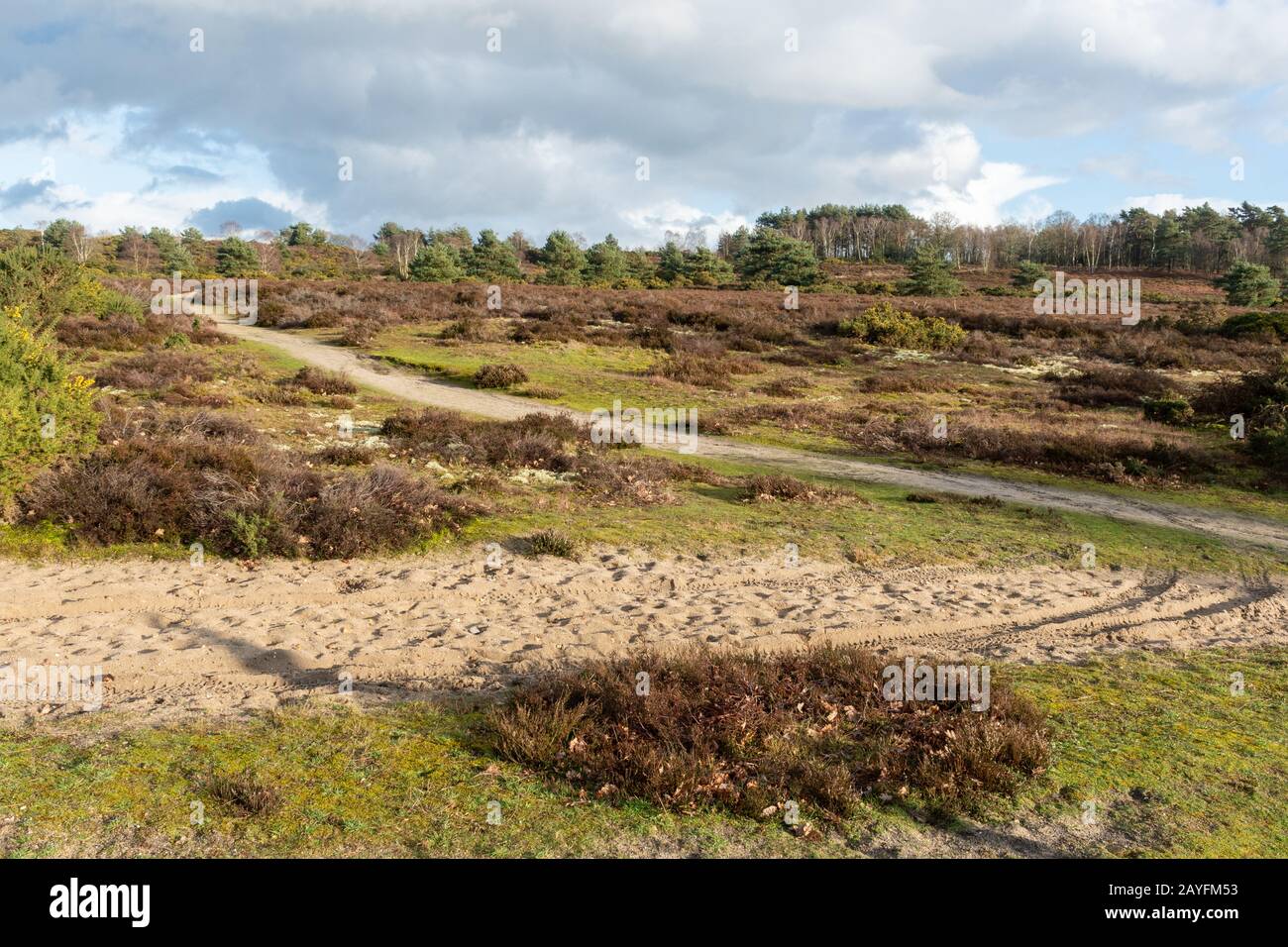 View of Frensham Common heathland countryside landscape, Surrey, UK ...