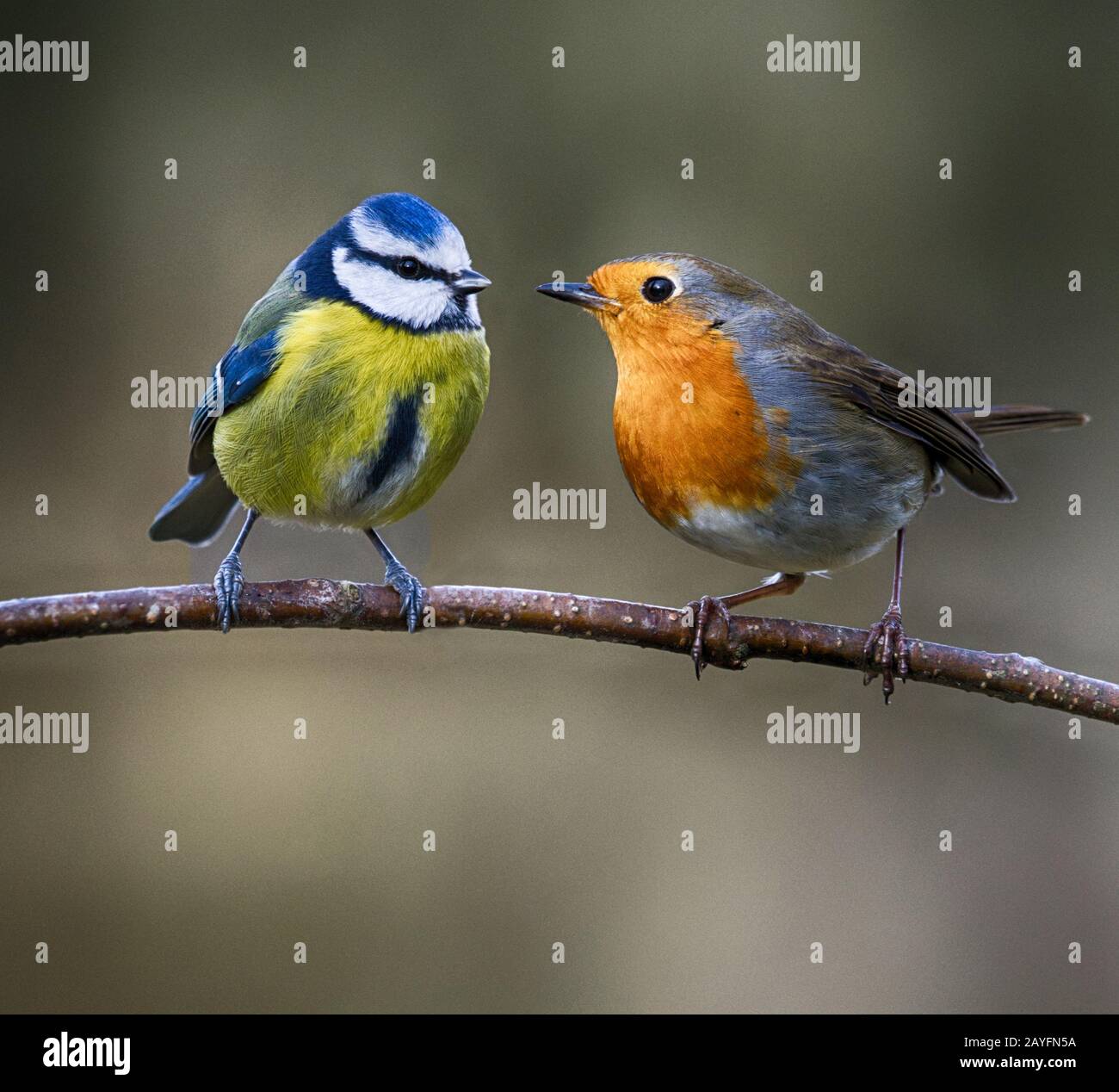Cute Bird Composite Stock Photo - Alamy