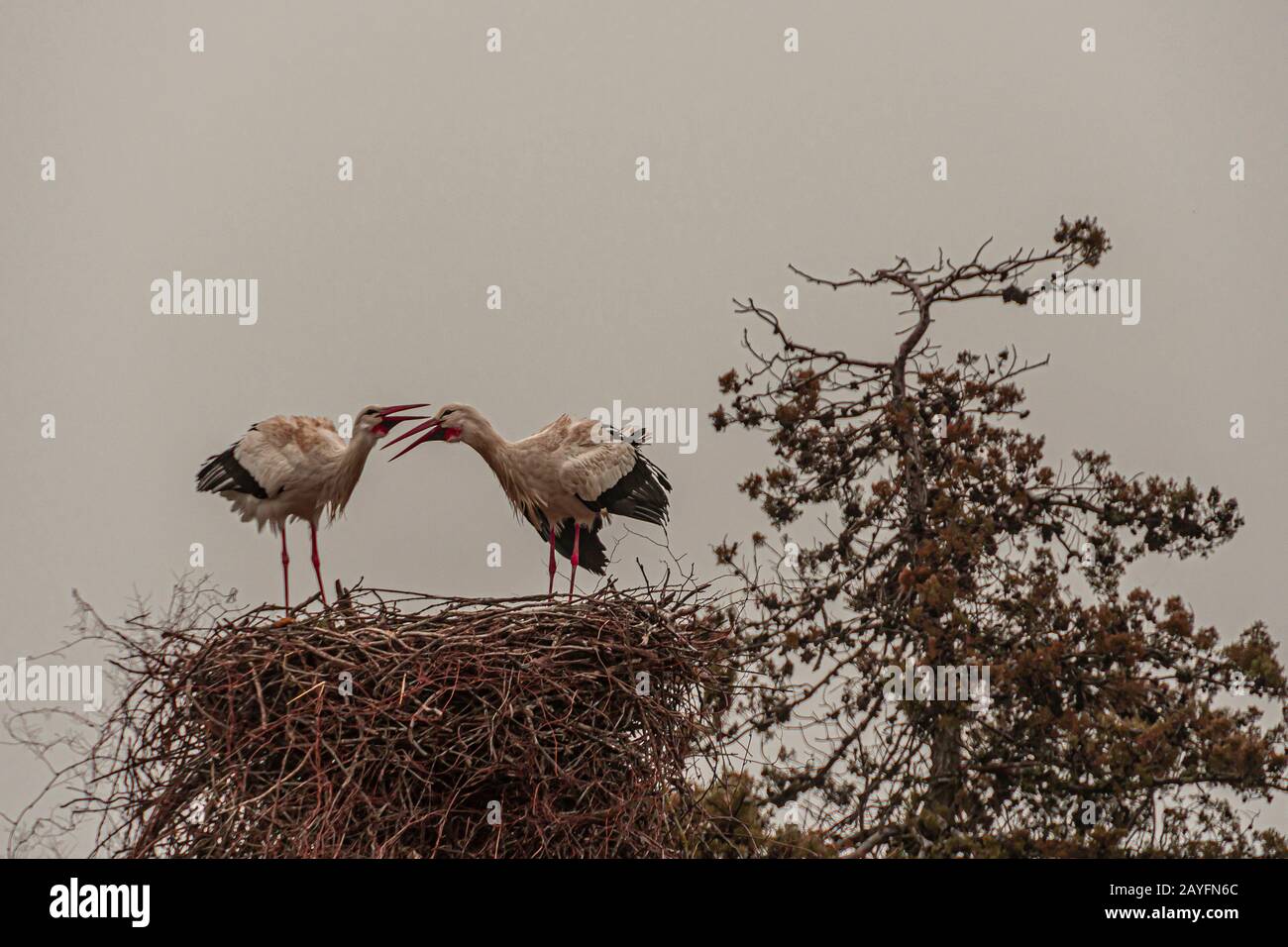 two storks peeping high in their nest of tree branches Stock Photo - Alamy