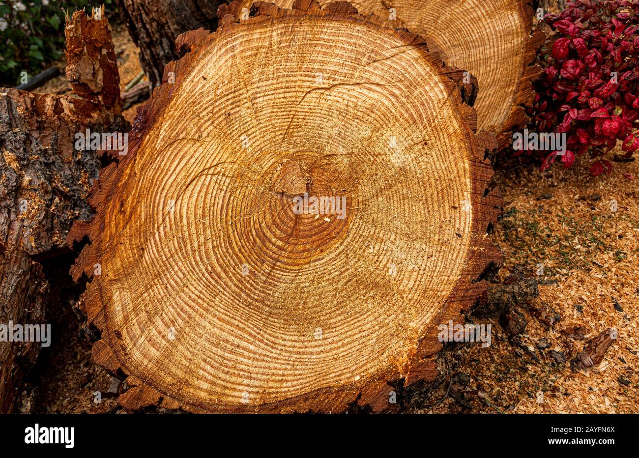 Bark cross section pine hi-res stock photography and images - Alamy