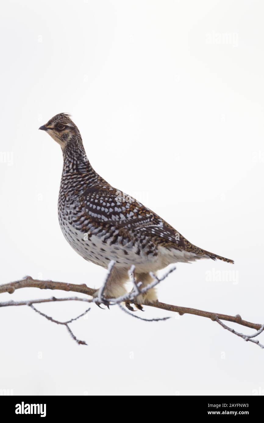 Sharp-tailed grouse Tympanuchus phasianellus, adult, perched in treetop ...