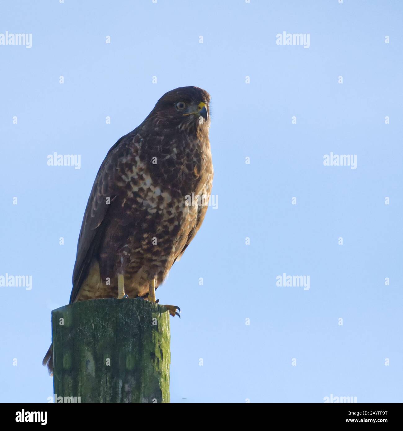 Black short chunky beak hi-res stock photography and images - Alamy