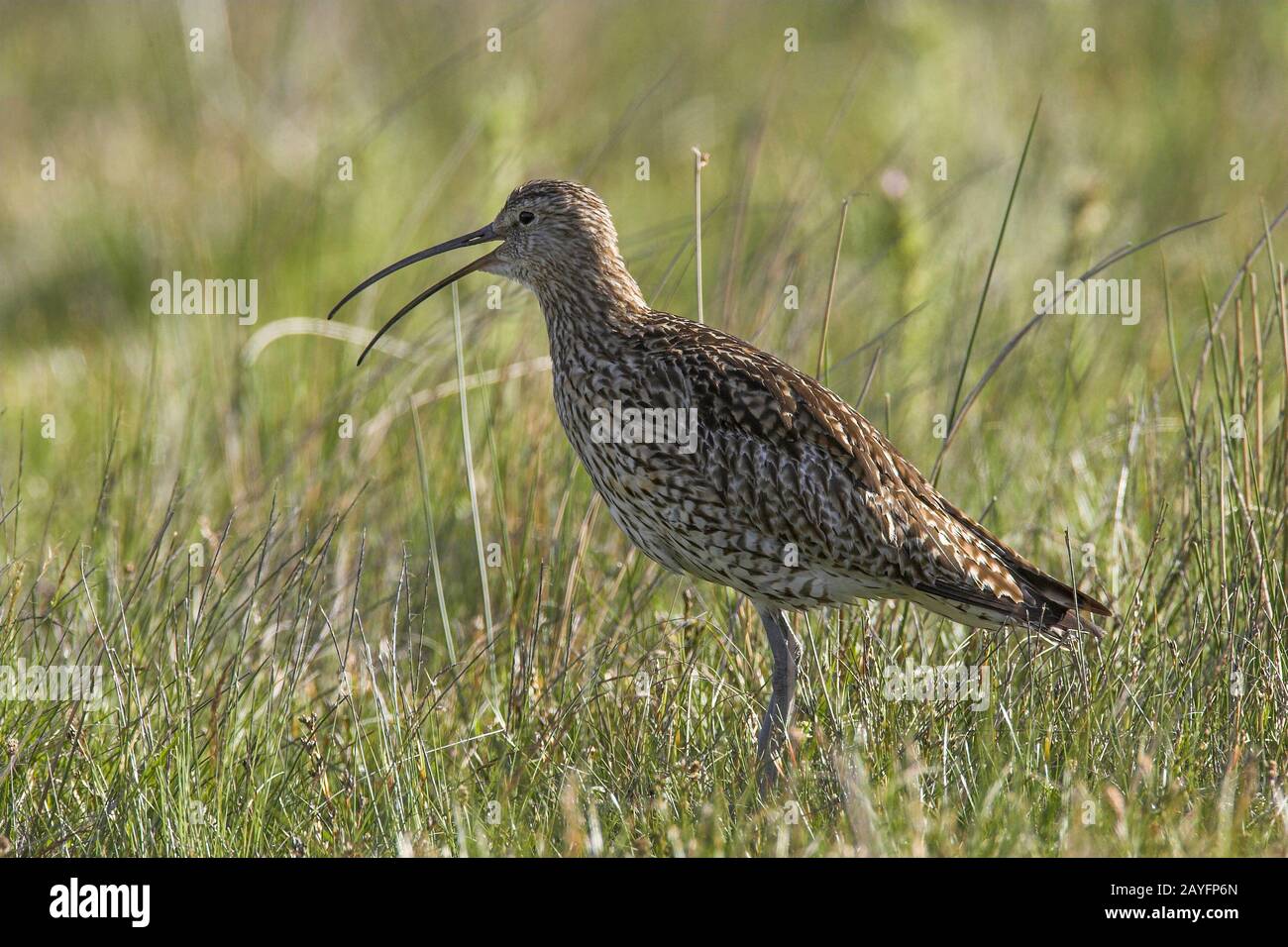 Eurasian Wimbrel. Numenius phaeopus on the North Yorkshire moors above ...