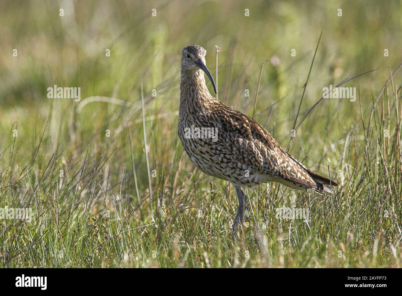 Eurasian Wimbrel. Numenius phaeopus on the North Yorkshire moors above ...