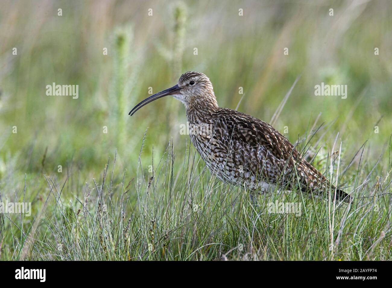 Eurasian Wimbrel. Numenius phaeopus on the North Yorkshire moors above ...