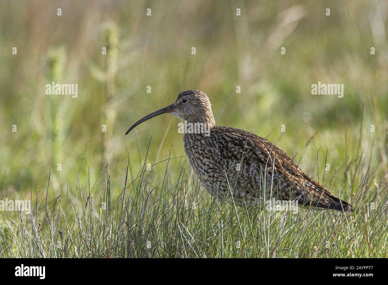 Eurasian Wimbrel. Numenius phaeopus on the North Yorkshire moors above ...