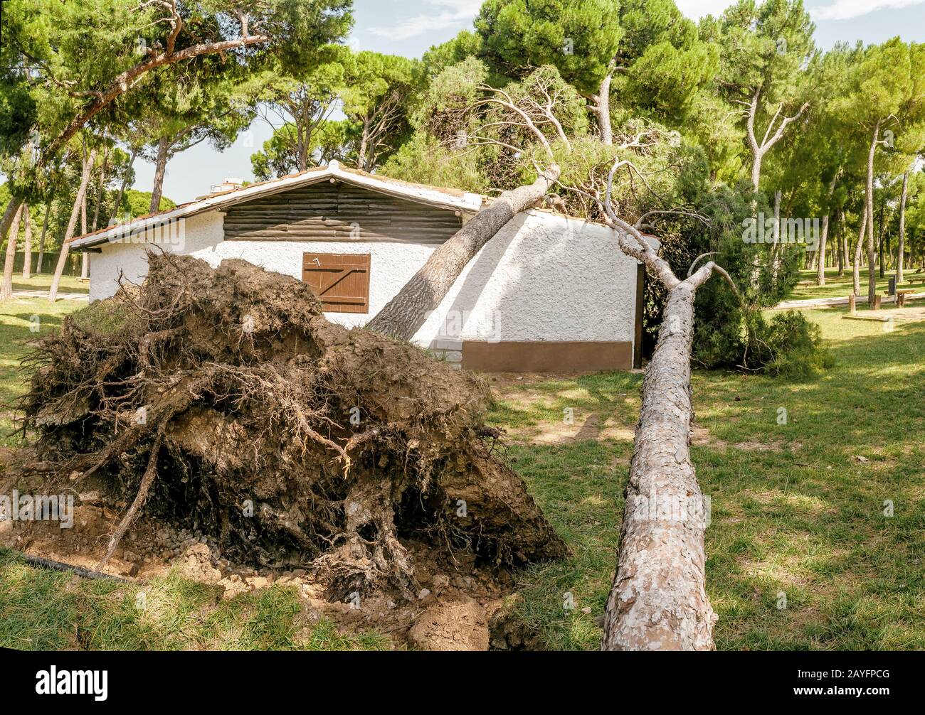 A large pine tree falls on a roof of a small private house. Storm and ...