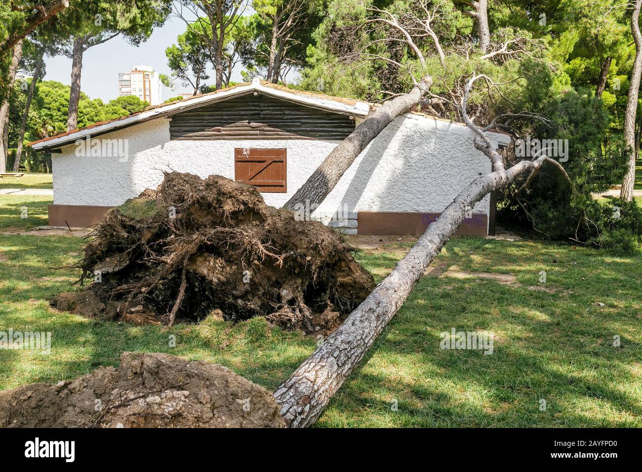 Tree falls on house hi-res stock photography and images - Alamy