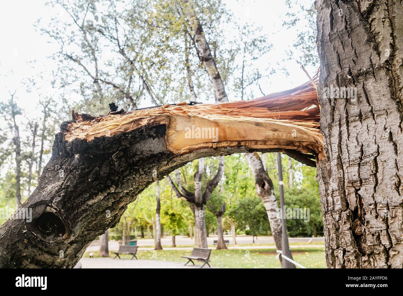 Fallen tree crash in city park, damage and danger at storm concept ...