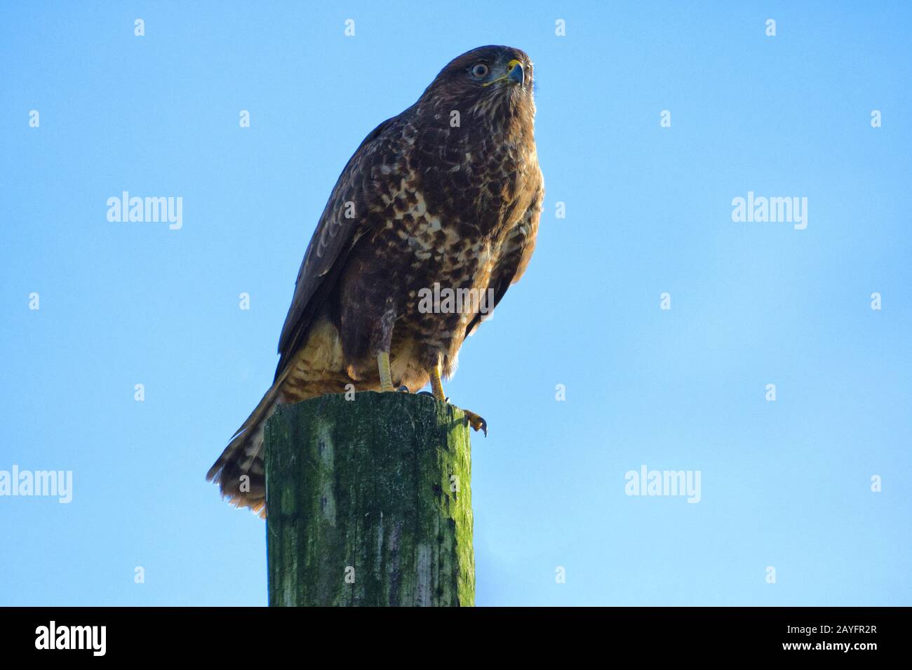 Finely barred plumage hi-res stock photography and images - Alamy