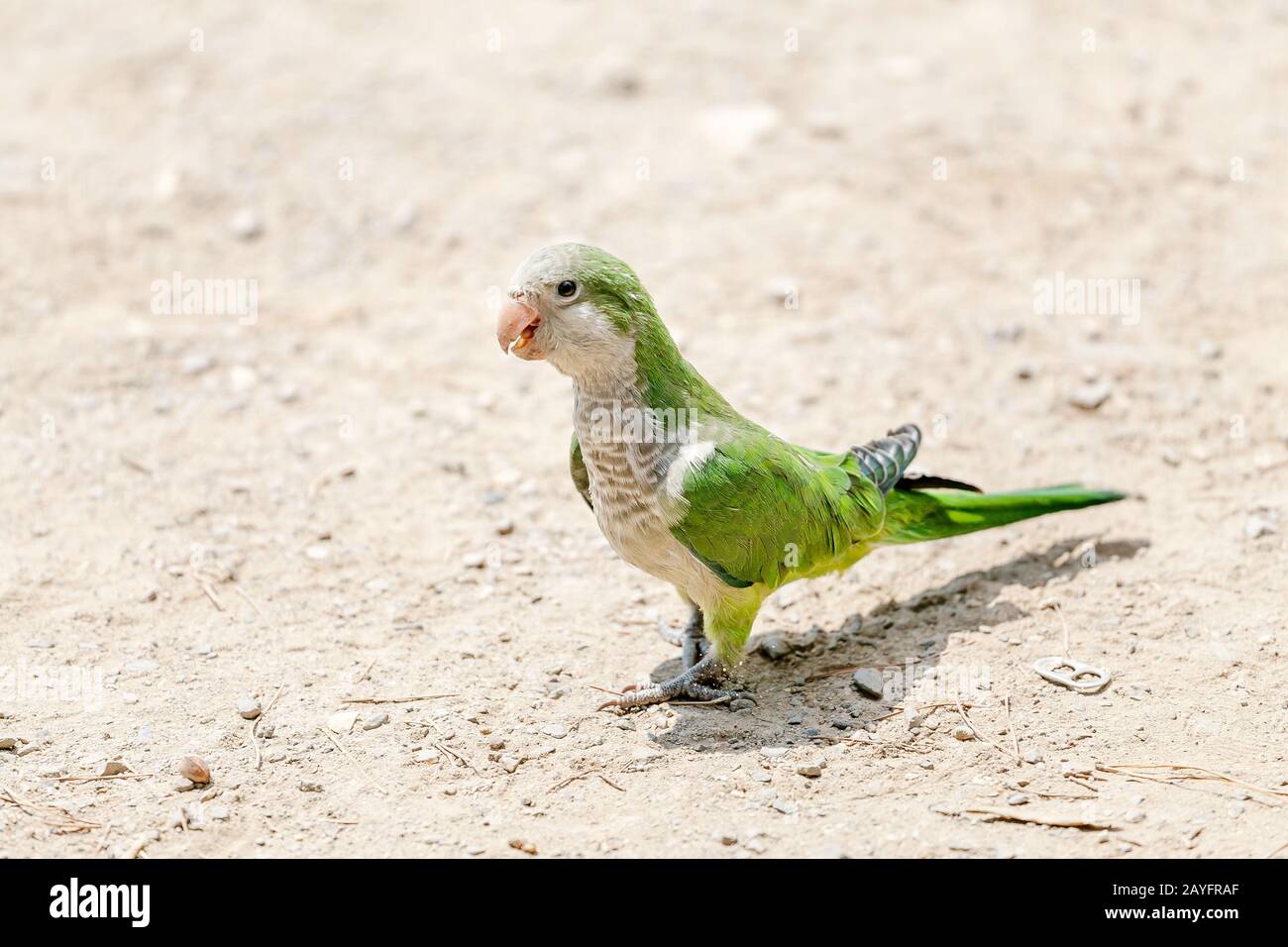 Green Monk Parakeet Myiopsitta monachus parrot in Barcelona Stock Photo ...