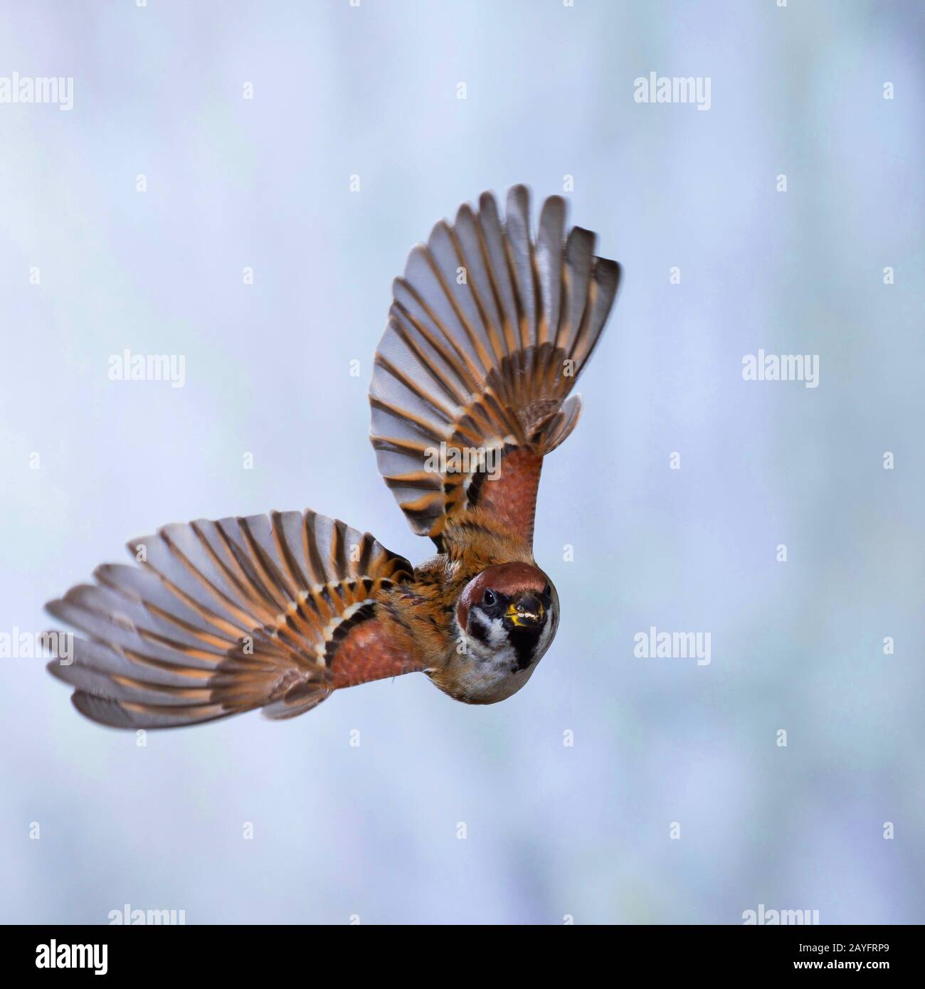 Eurasian tree sparrow (Passer montanus), in flight, Germany Stock Photo ...