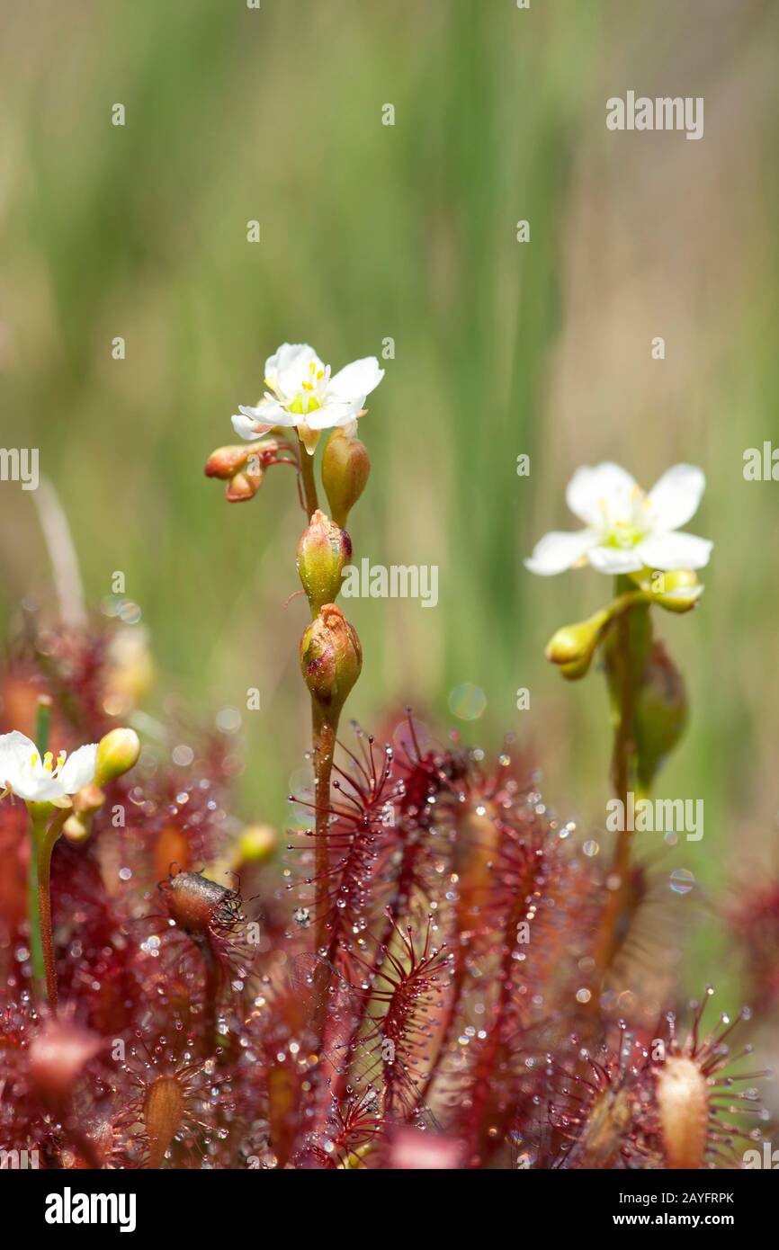 Long leaved sundew hi-res stock photography and images - Alamy