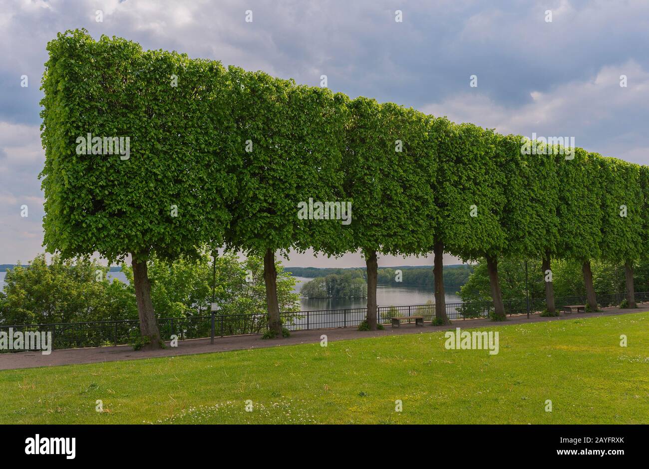 basswood, linden, lime tree (Tilia spec.), box-shaped lime trees in ...
