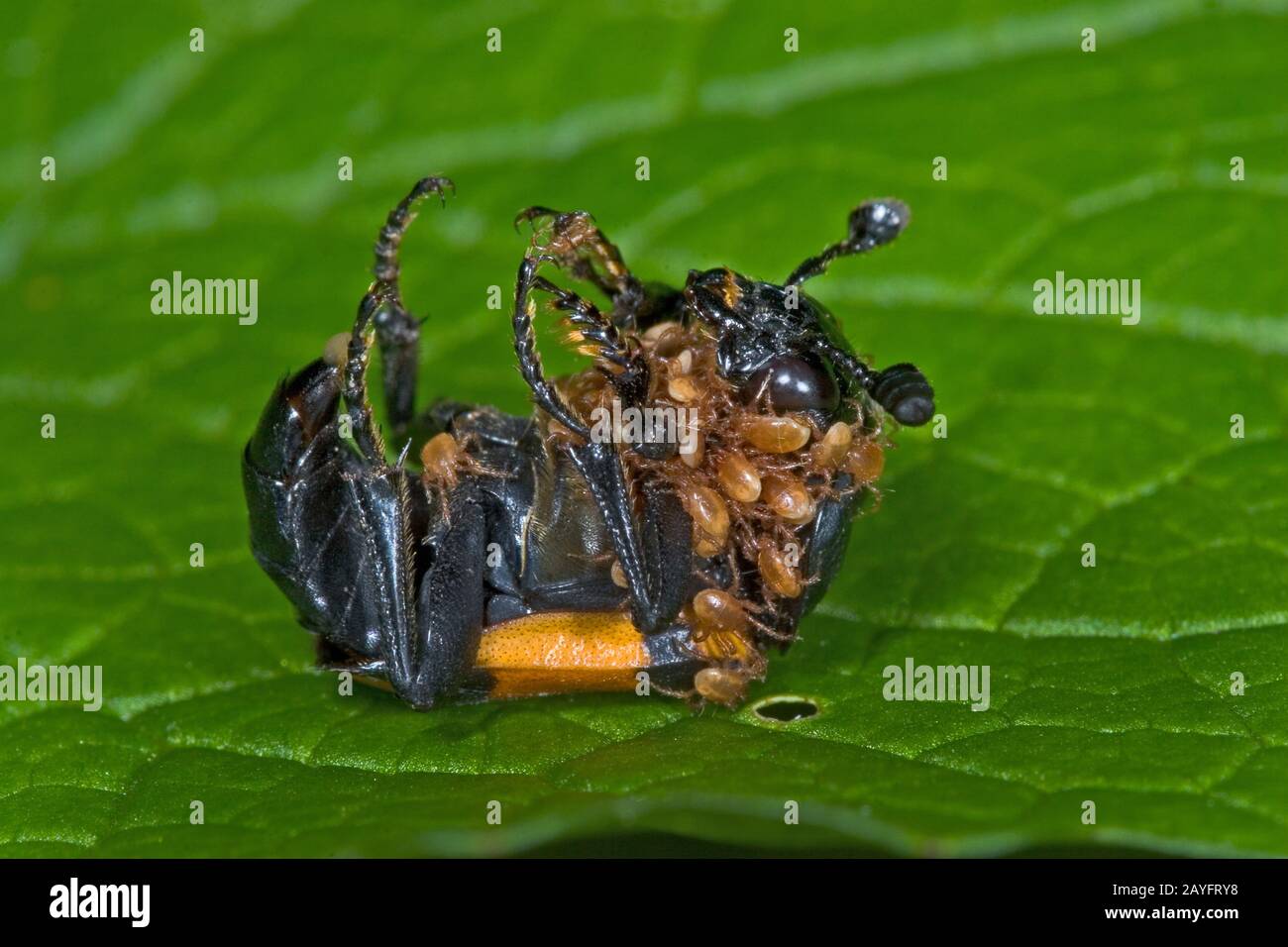 Burying Beetle (Necrophorus vespilloides, Nicrophorus vespilloides ...