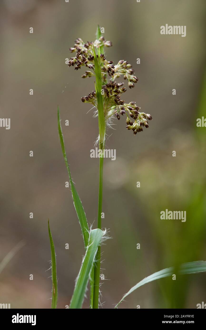 Great wood rush luzula sylvatica hi-res stock photography and images ...