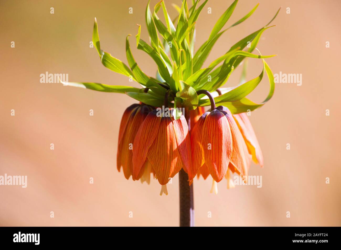 crown imperial lily (Fritillaria imperialis), inflorescence Stock Photo ...