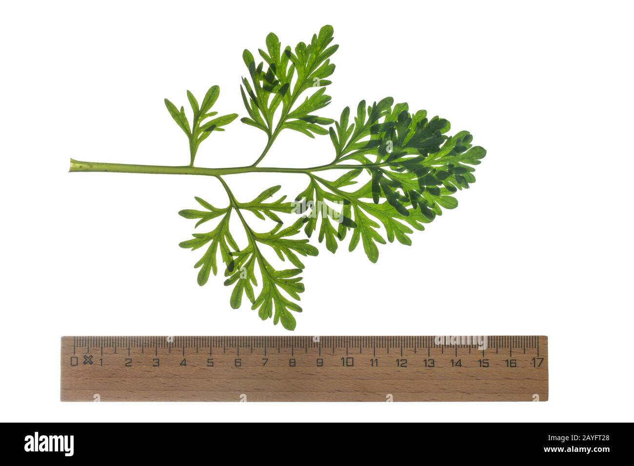 common wormwood, absinth wormwood, absinth sagewort (Artemisia ...