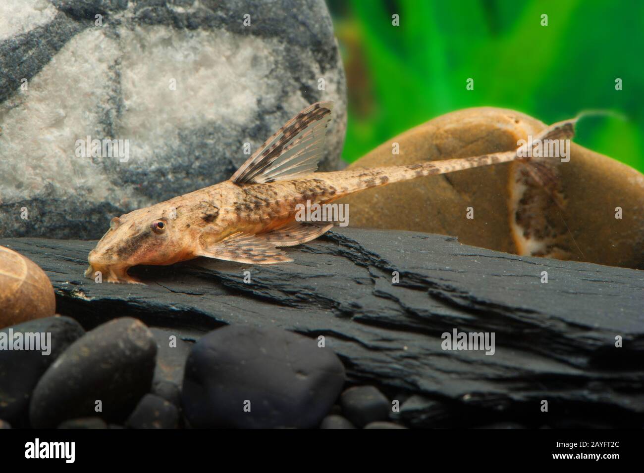 Banded Whiptail Catfish