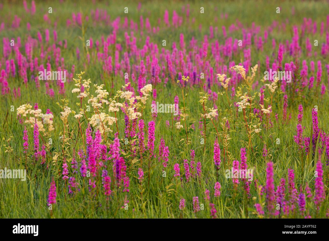 Purple marsh flower hi-res stock photography and images - Alamy