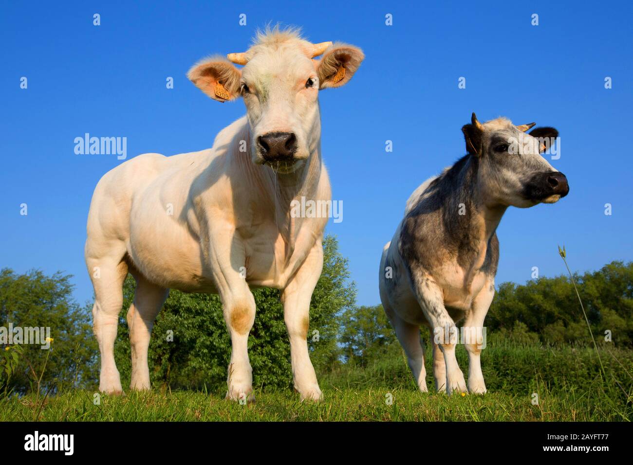 Cows domestic animals mammals hi-res stock photography and images - Alamy