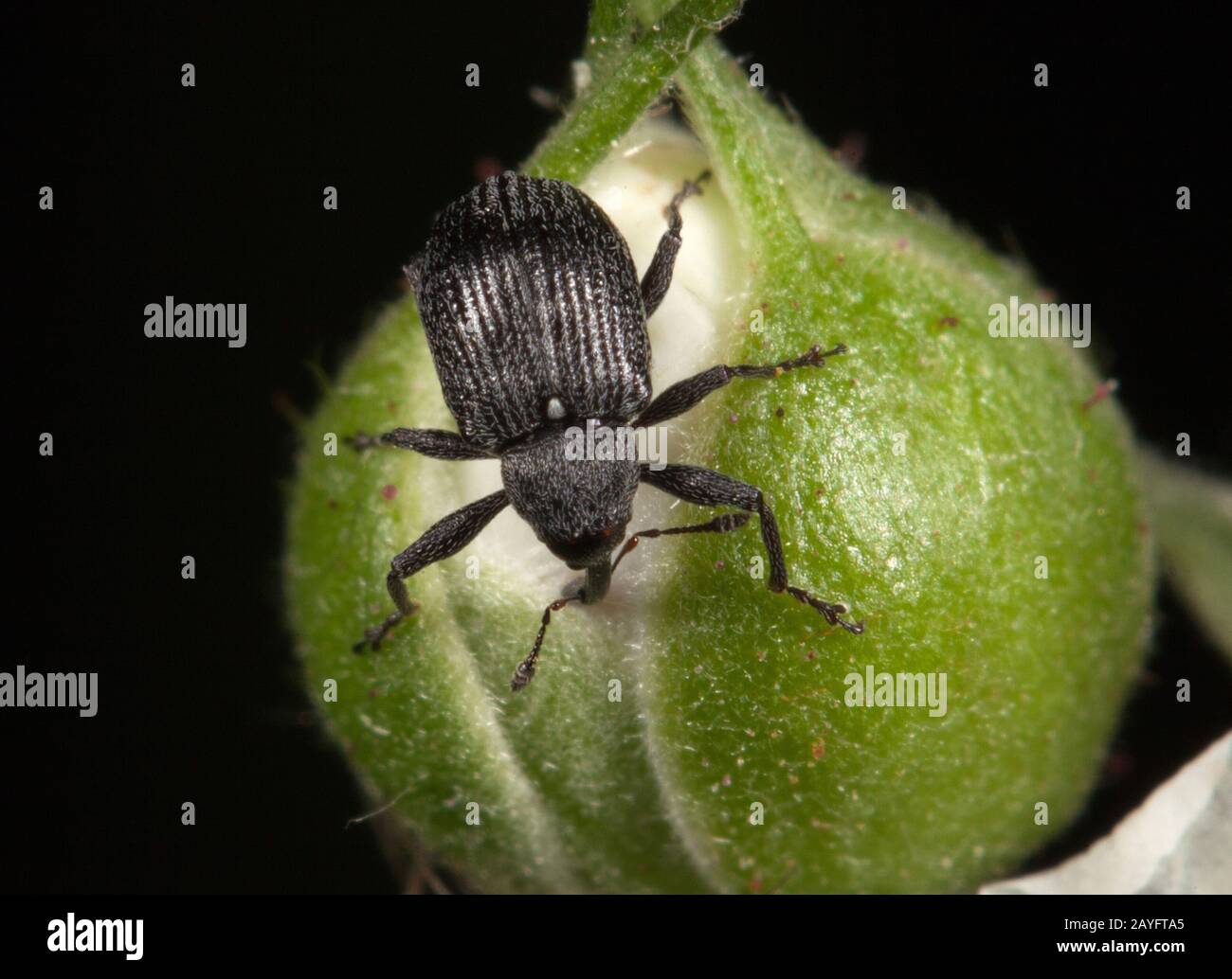 berry blossom weevil, strawberry blossom weevil (Anthonomus rubi), on a ...