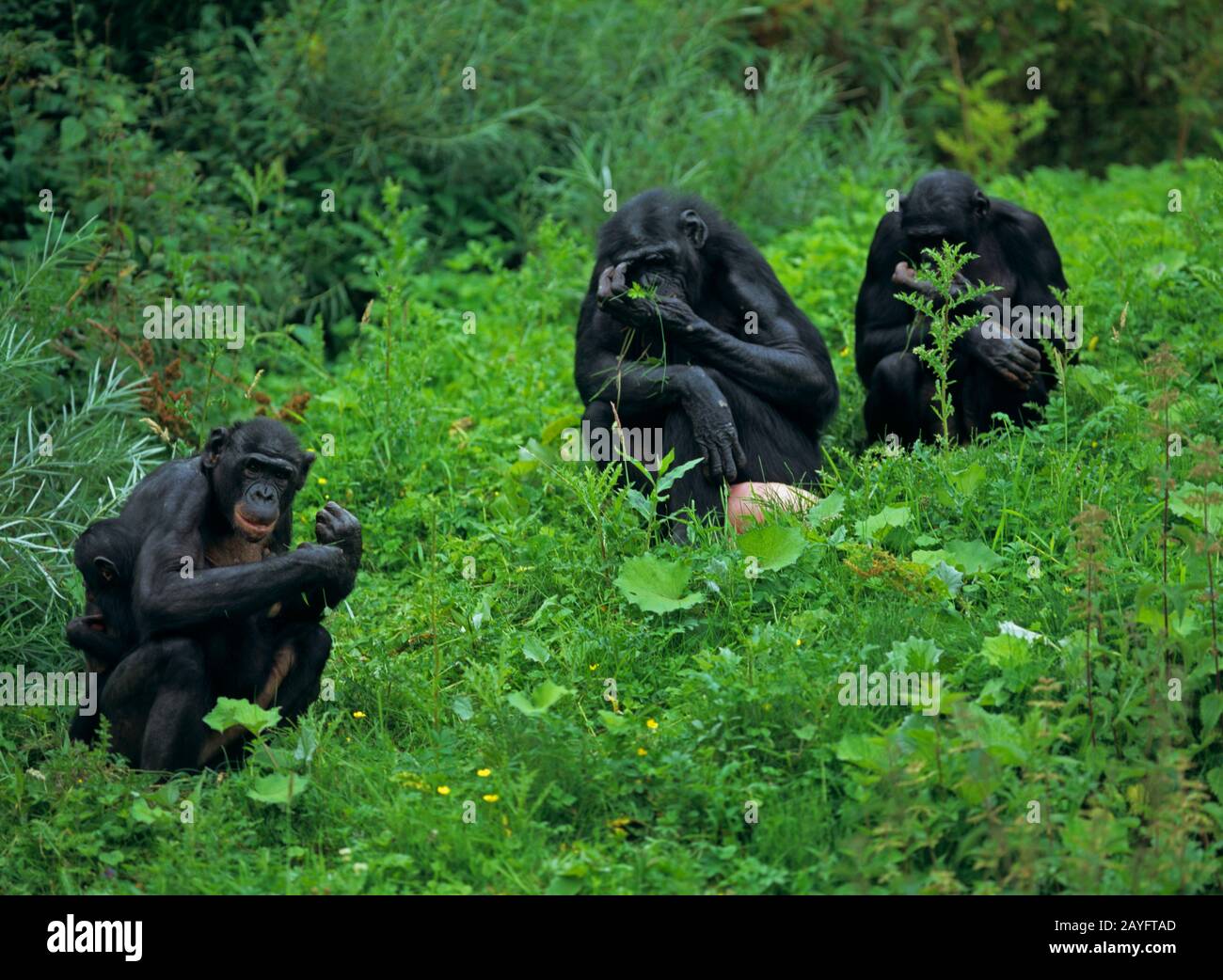 Chimpanzee group hi-res stock photography and images - Alamy