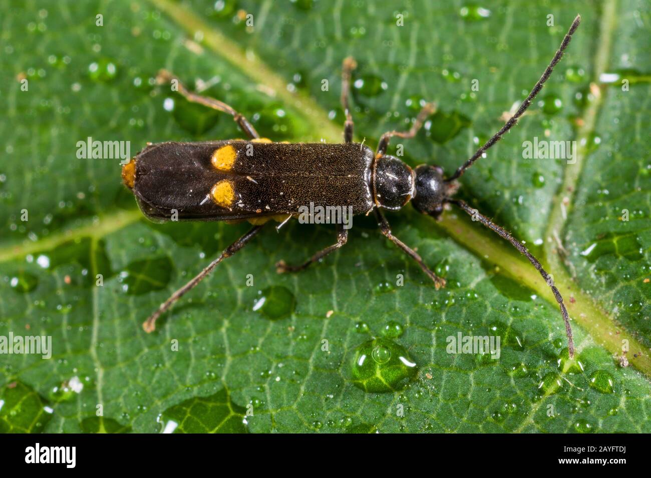 soldier beetle (Malthodes marginatus), on a leaf with water drops ...