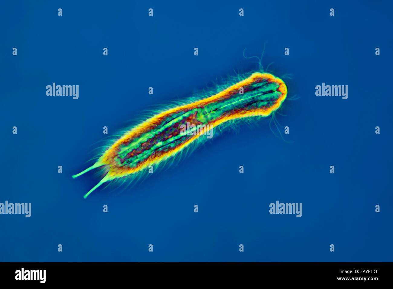 Gastrotrich worm hi-res stock photography and images - Alamy