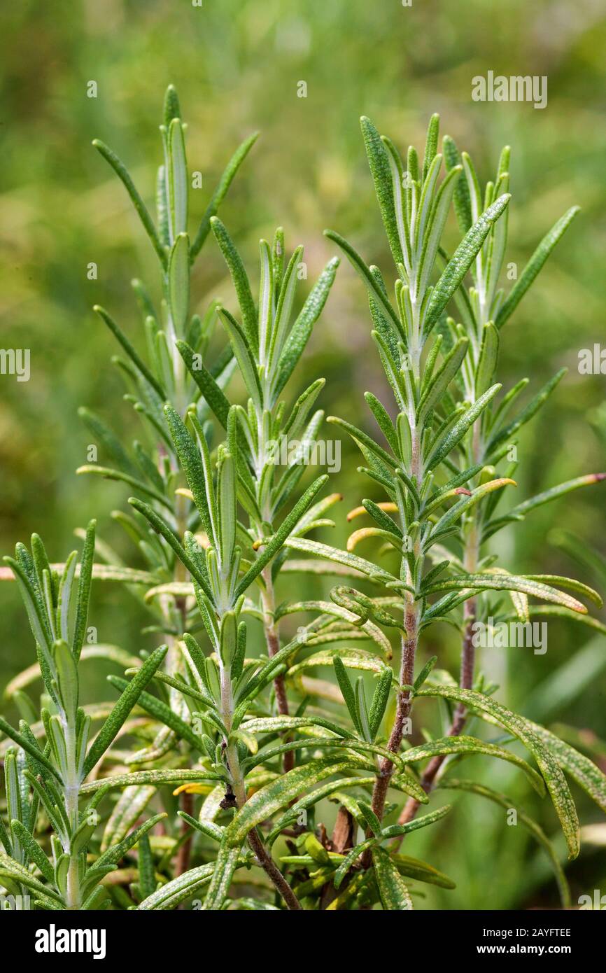 Rosemary leaves hi-res stock photography and images - Alamy