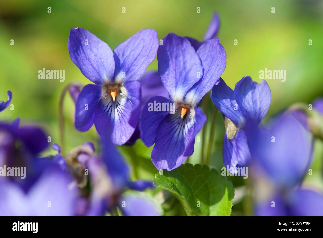 English violet, Sweet violet (Viola odorata), bloming, Germany Stock ...