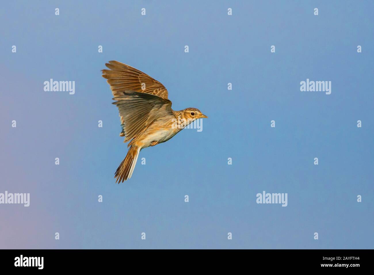 Lark flies hi-res stock photography and images - Alamy