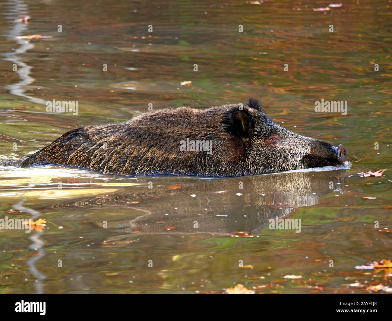 wild boar, pig, wild boar (Sus scrofa), wild sow swims in water ...
