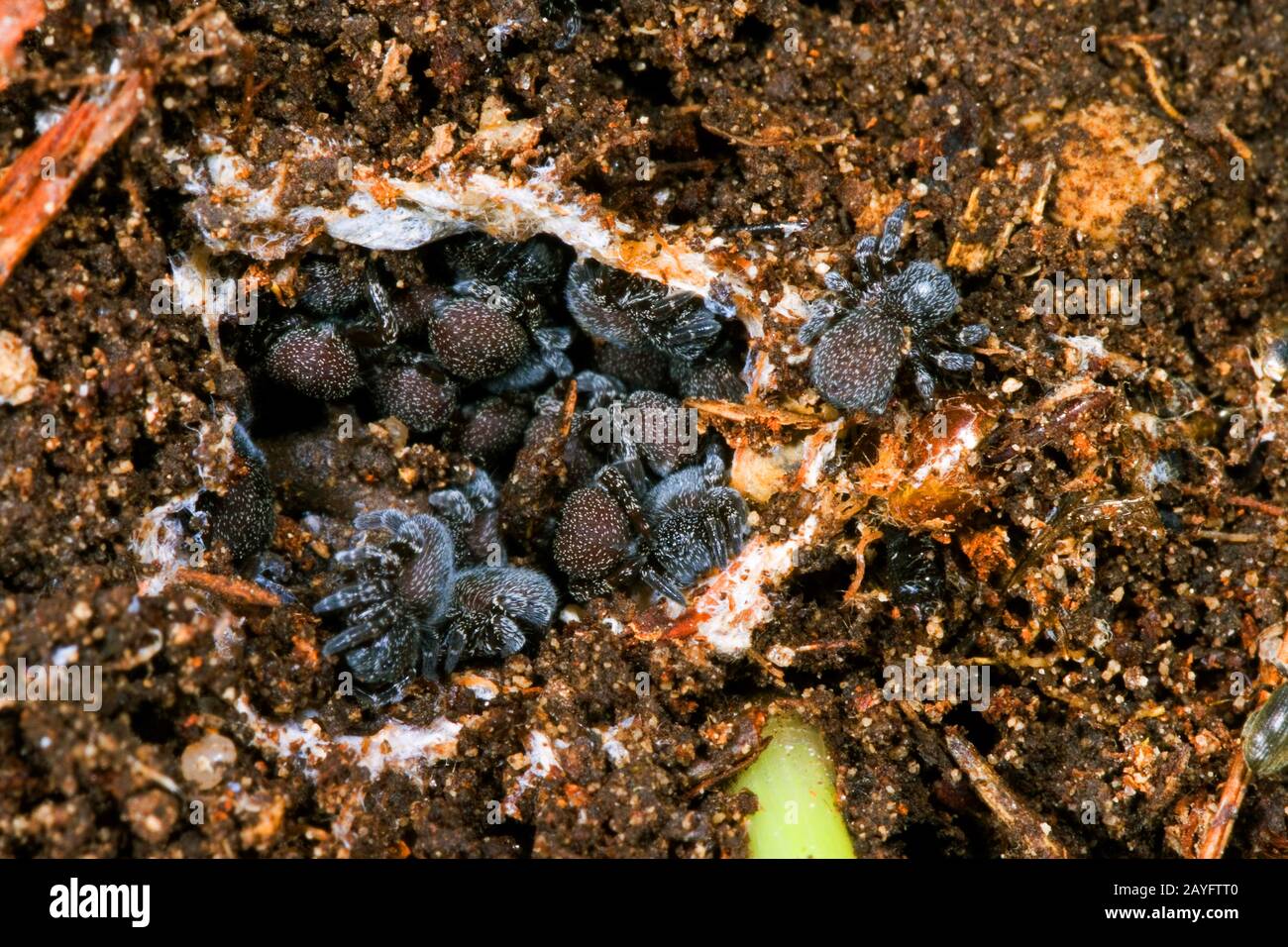 Red Ladybird spider (Eresus sandaliatus, Eresus annulatus), young ...