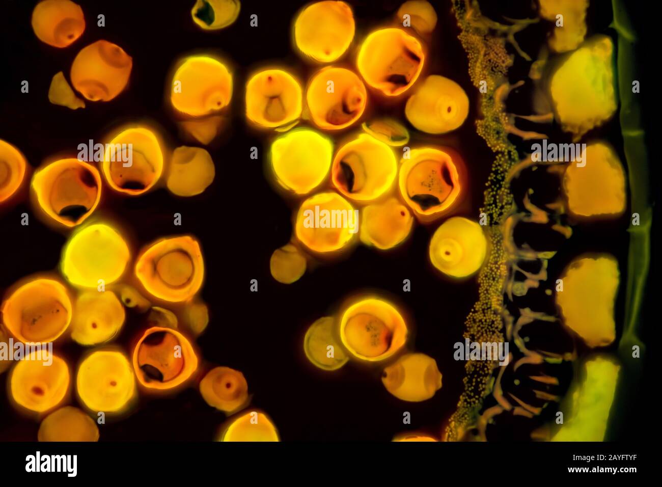 Highly magnified pollen grains hi-res stock photography and images - Alamy