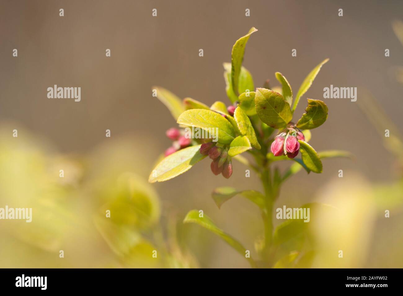 cowberry, foxberry, lingonberry, mountain cranberry (Vaccinium vitis ...