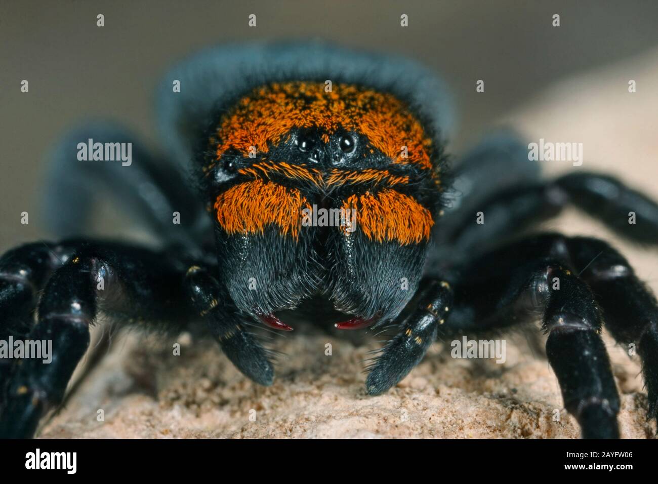 Ladybird spider (Eresus moravicus), female, Germany Stock Photo - Alamy