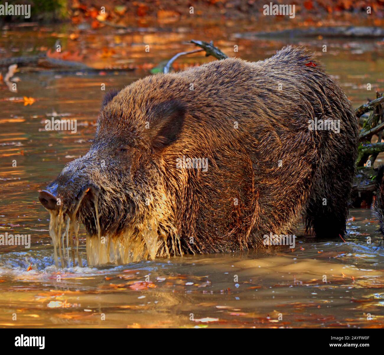 wild boar, pig, wild boar (Sus scrofa), tusker stands in water, Germany ...