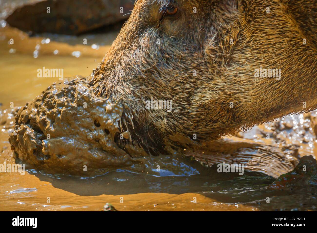 wild boar, pig, wild boar (Sus scrofa), burrows through the mud with ...