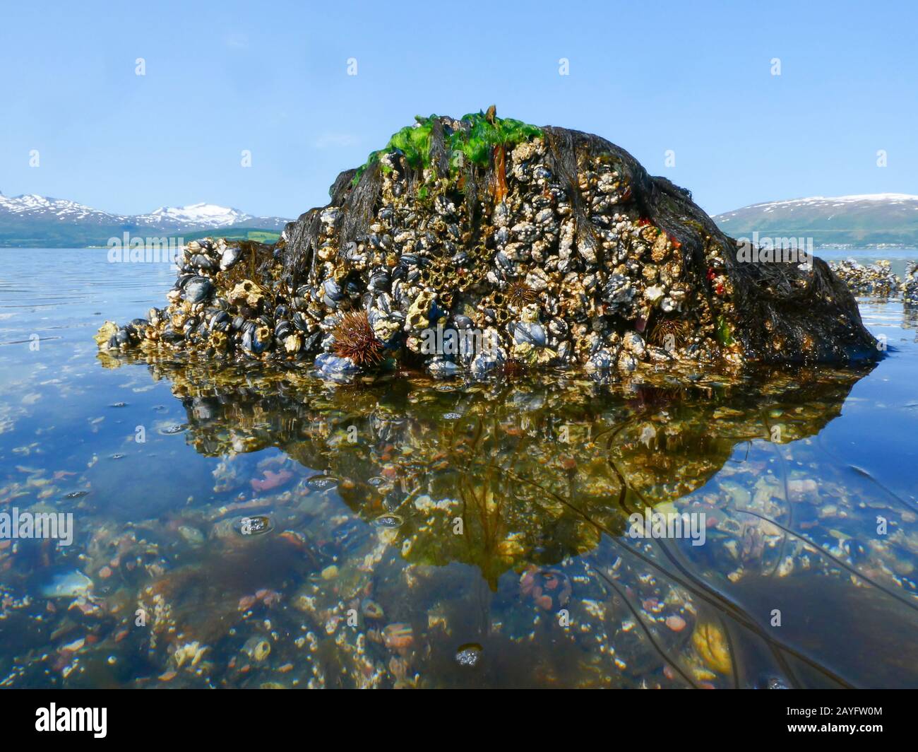 blue mussel, bay mussel, common mussel, common blue mussel (Mytilus ...