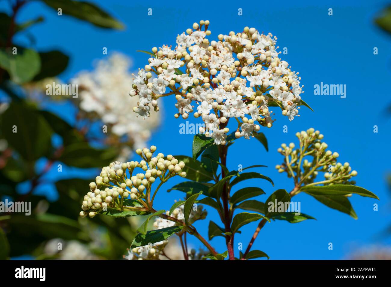 Laurustinus hi-res stock photography and images - Alamy