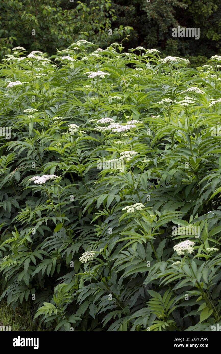Toxic elder plant hi-res stock photography and images - Alamy