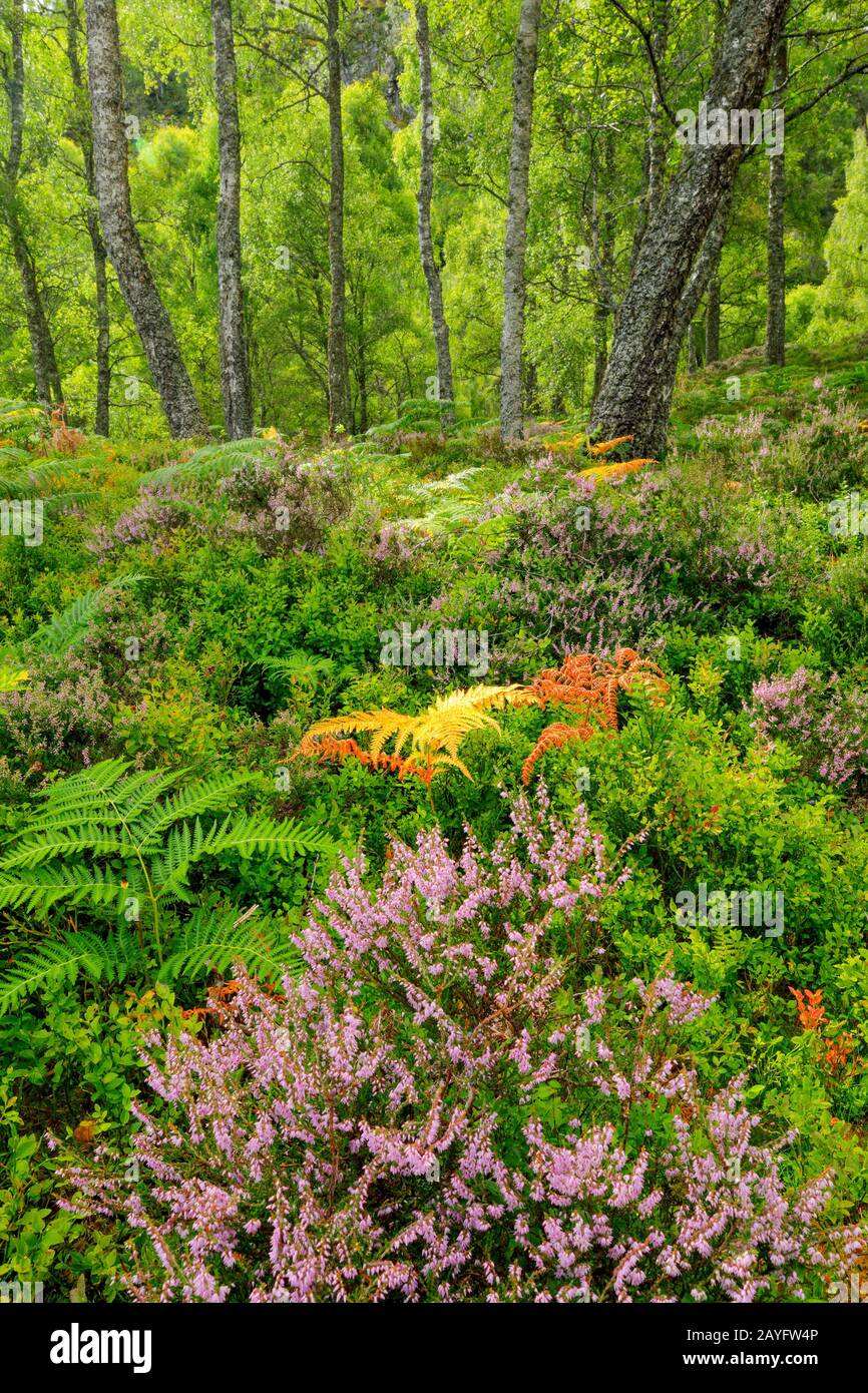 birch (Betula spec.), birch forest with heath, eagle fern and Blue ...