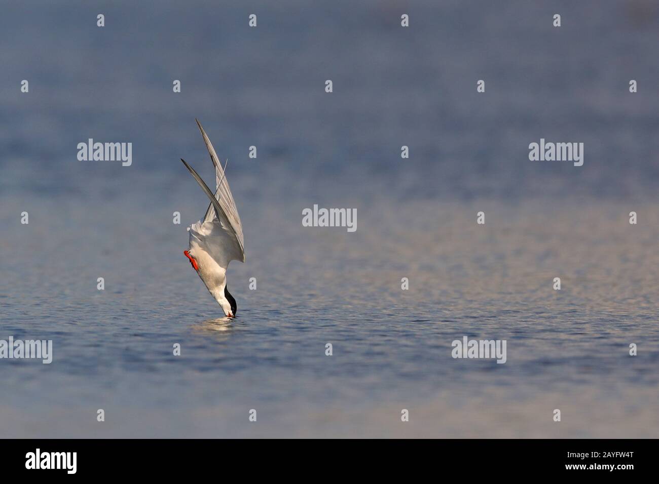 Bird nose hi-res stock photography and images - Alamy