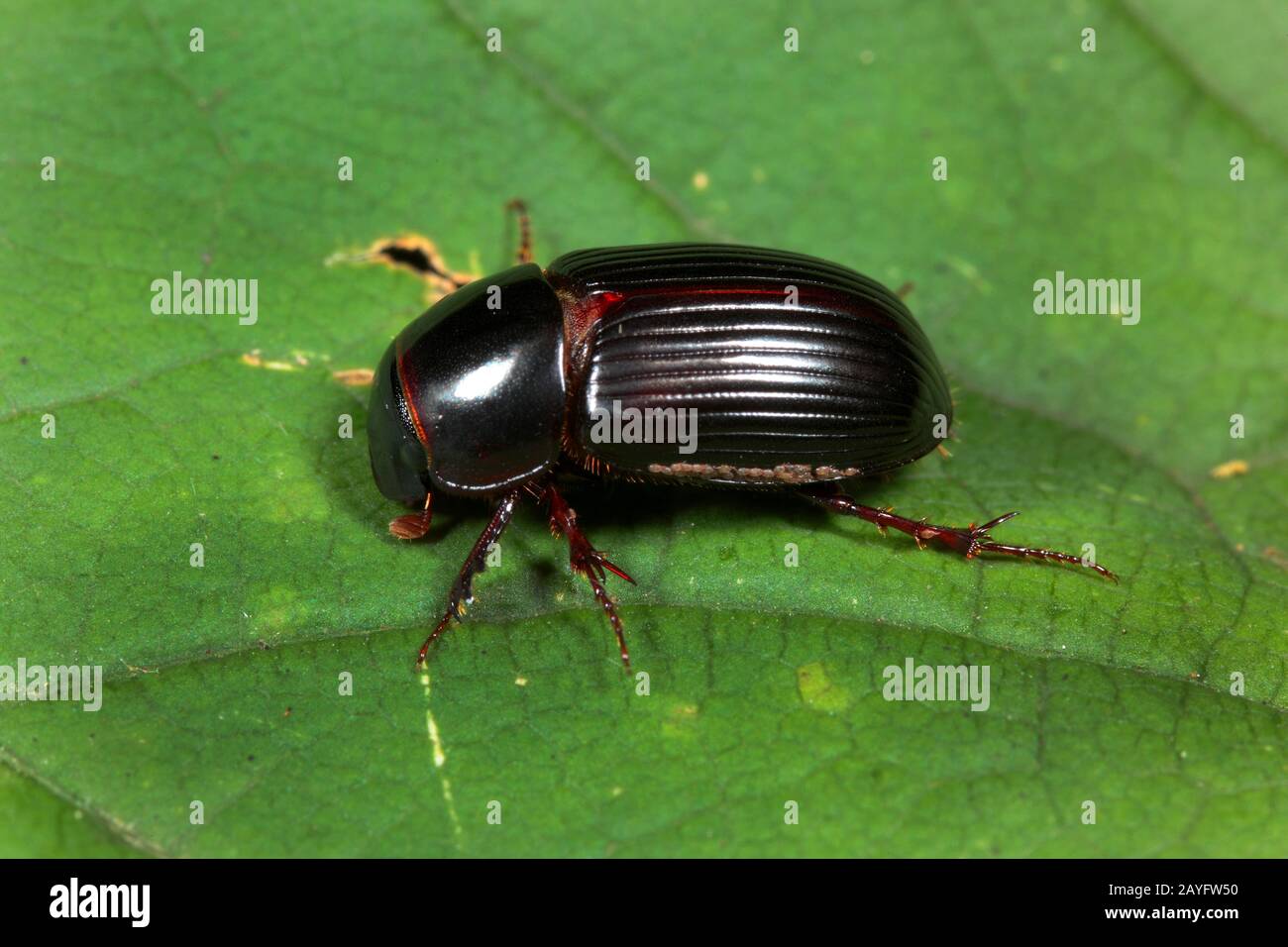 Flying Beetles High Resolution Stock Photography and Images - Alamy