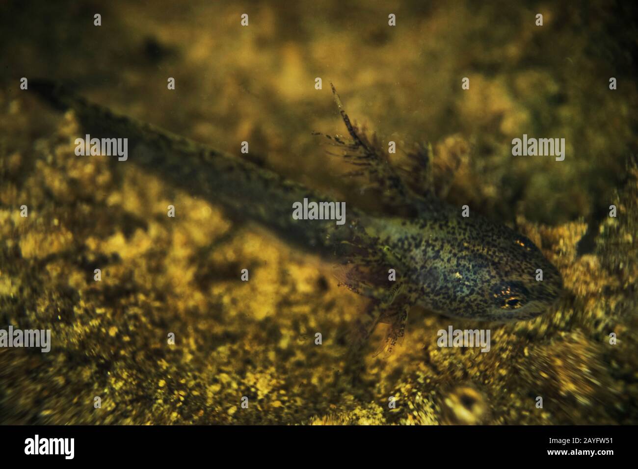 smooth newt (Triturus vulgaris, Lissotriton vulgaris ), larva in water ...
