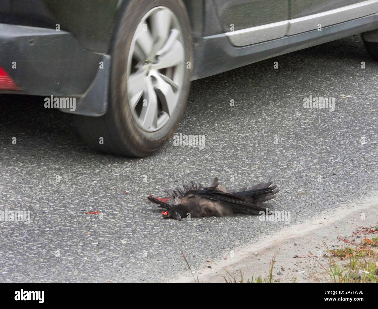 Hooded crow (Corvus corone cornix, Corvus cornix), roadkill, Norway ...